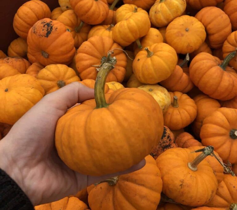 The Pumpkin Princess Company – Princess Company