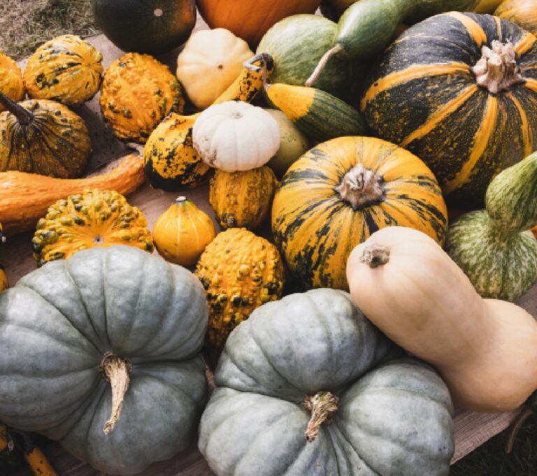 The Pumpkin Princess Company – Princess Company